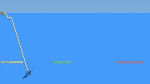 The 3 phases of a dive - Social Diving