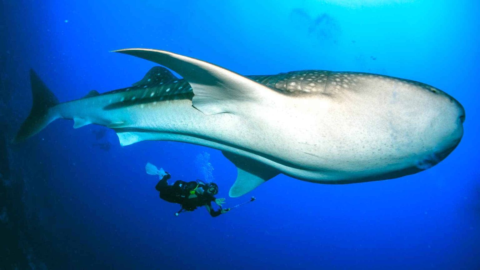 Die 7 größten Meerestiere beim Tauchen - Social Diving